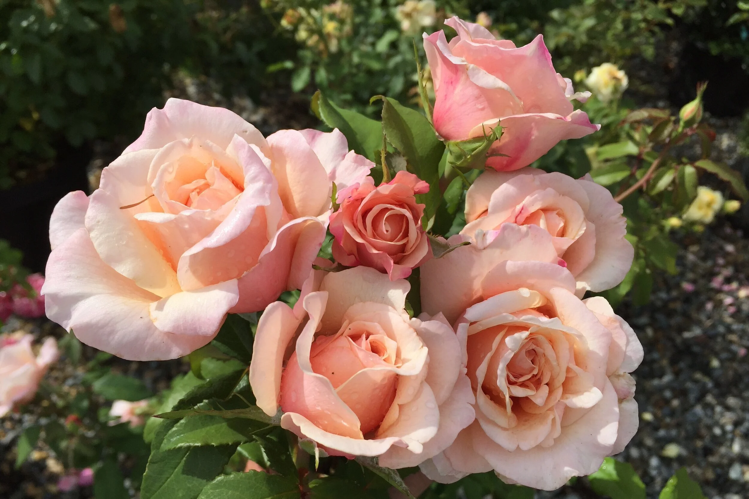 Select Roses Home