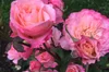 Contact Us — Select Roses