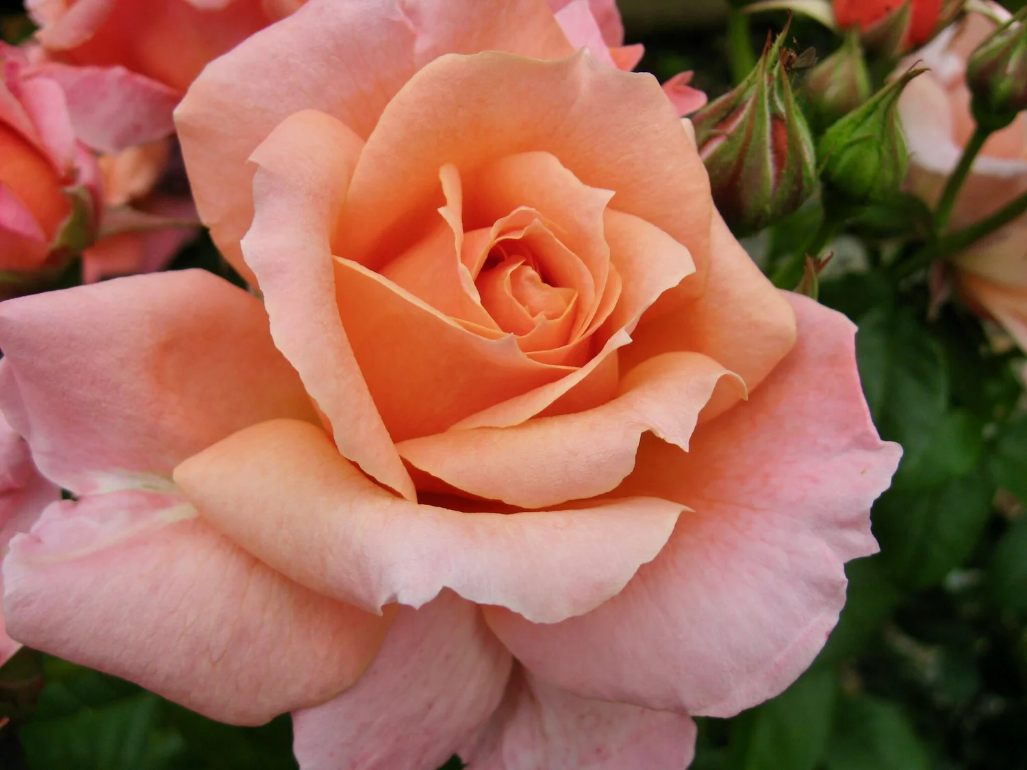 Loretta Lynn Van Lear Rose — Select Roses