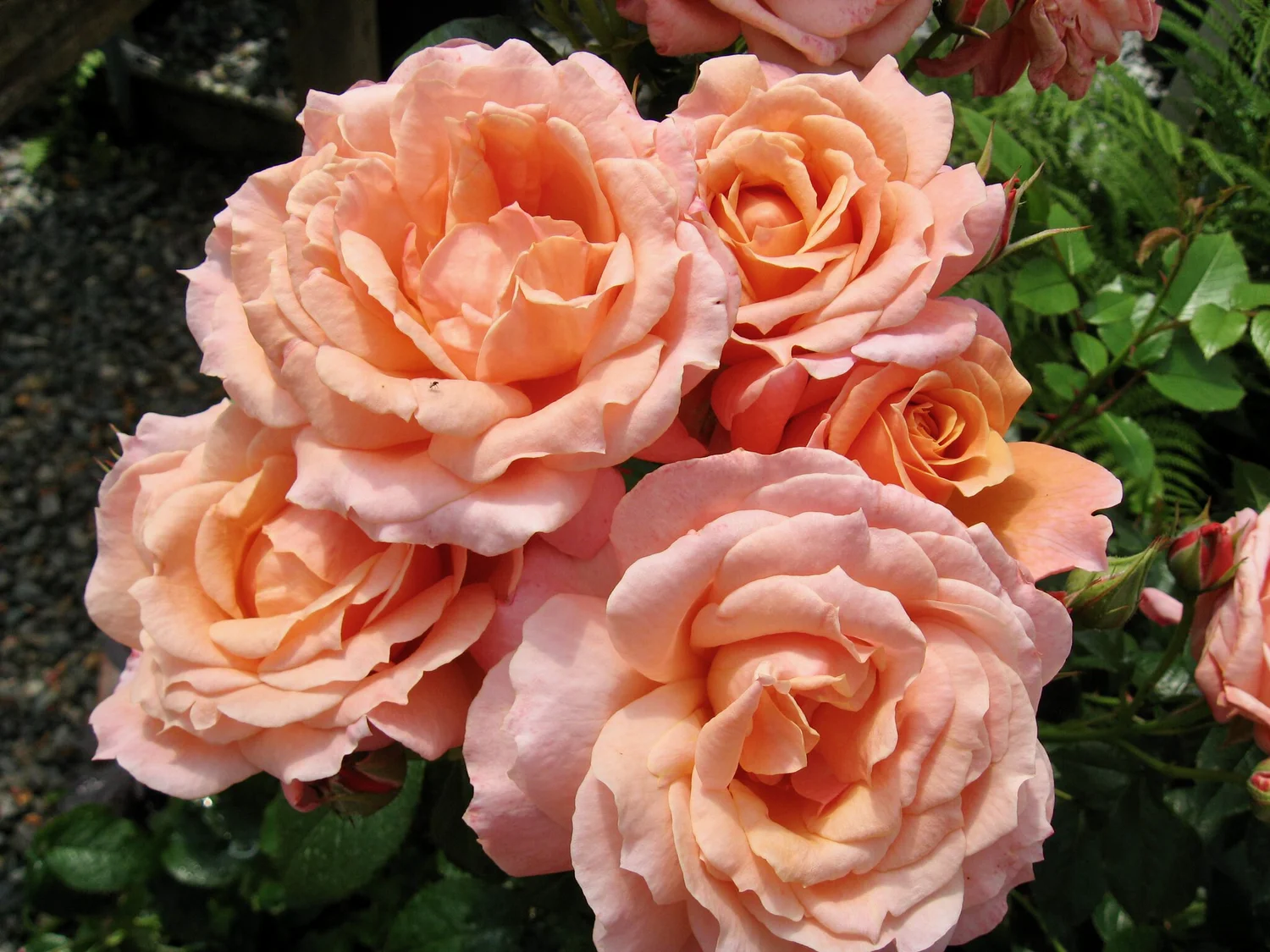 Loretta Lynn Van Lear Rose — Select Roses
