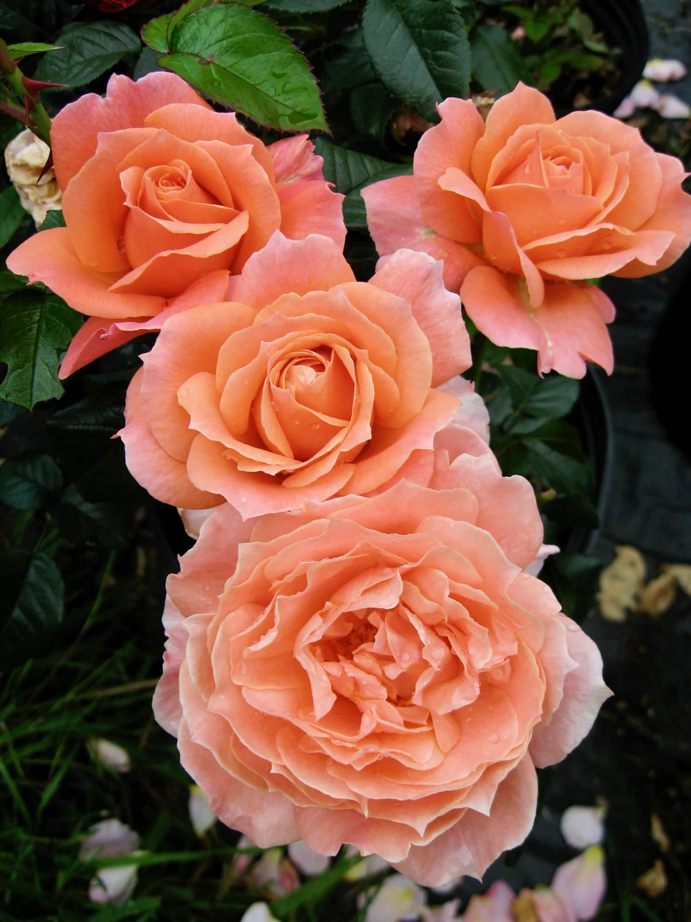 Loretta Lynn Van Lear Rose — Select Roses
