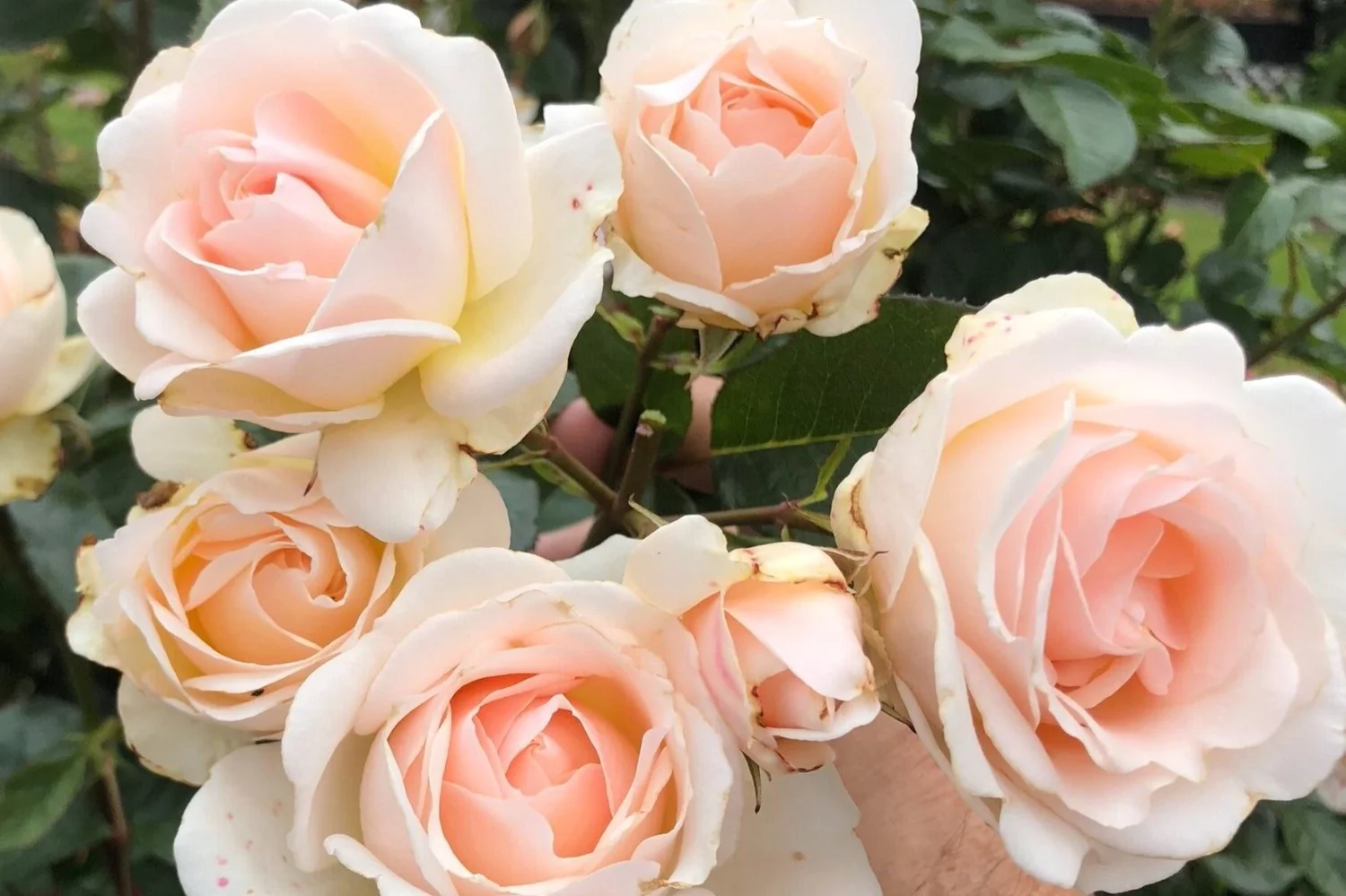 Commissioned Rose Namings — Select Roses