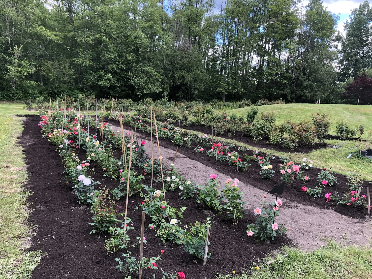 Nursery Tour — Select Roses