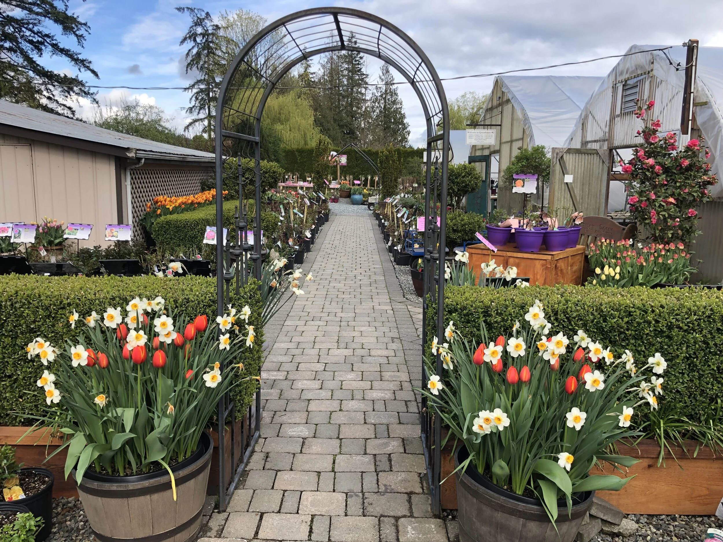 Nursery Tour — Select Roses