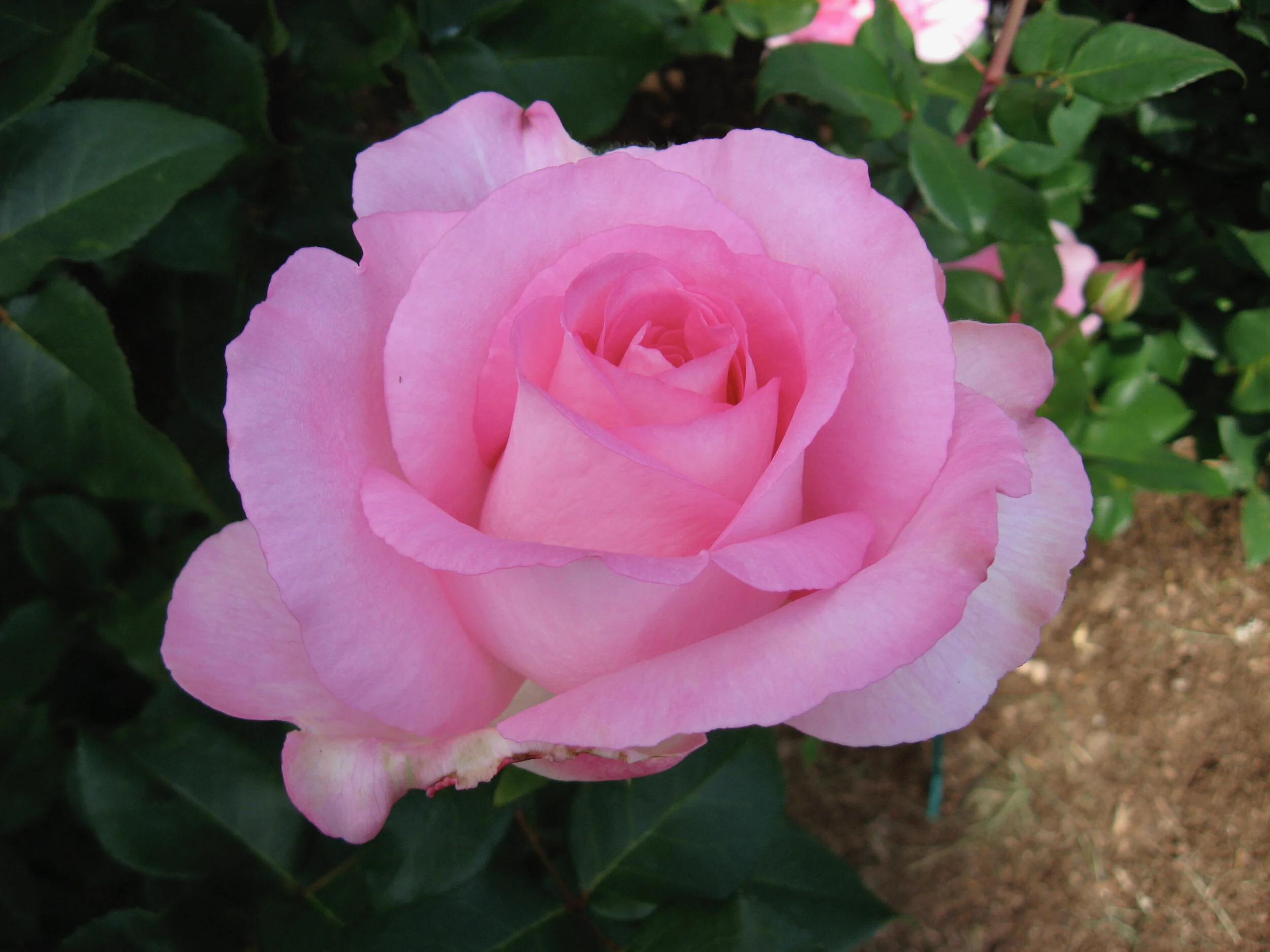 Pre Order Roses for 2024 Pick up — Select Roses