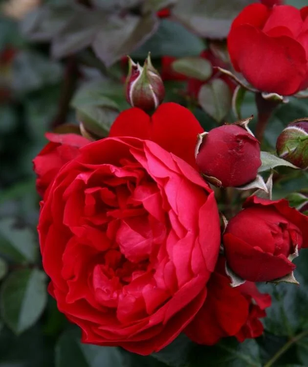 Florentina Climbing Rose — Select Roses