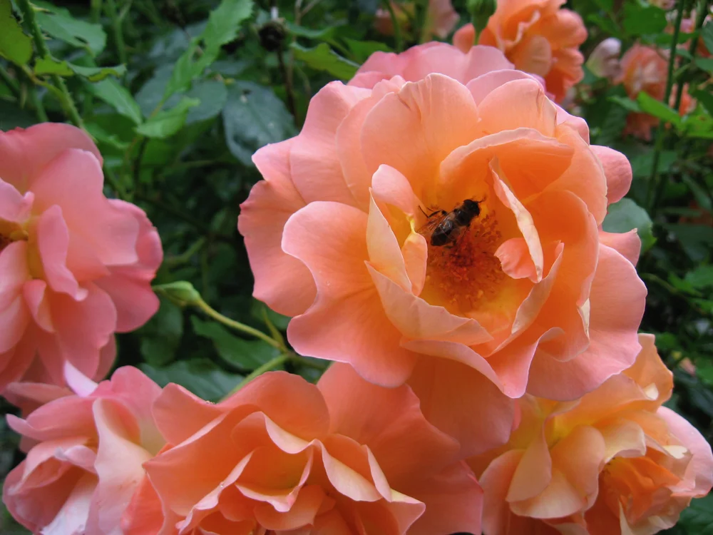 Polka — Select Roses