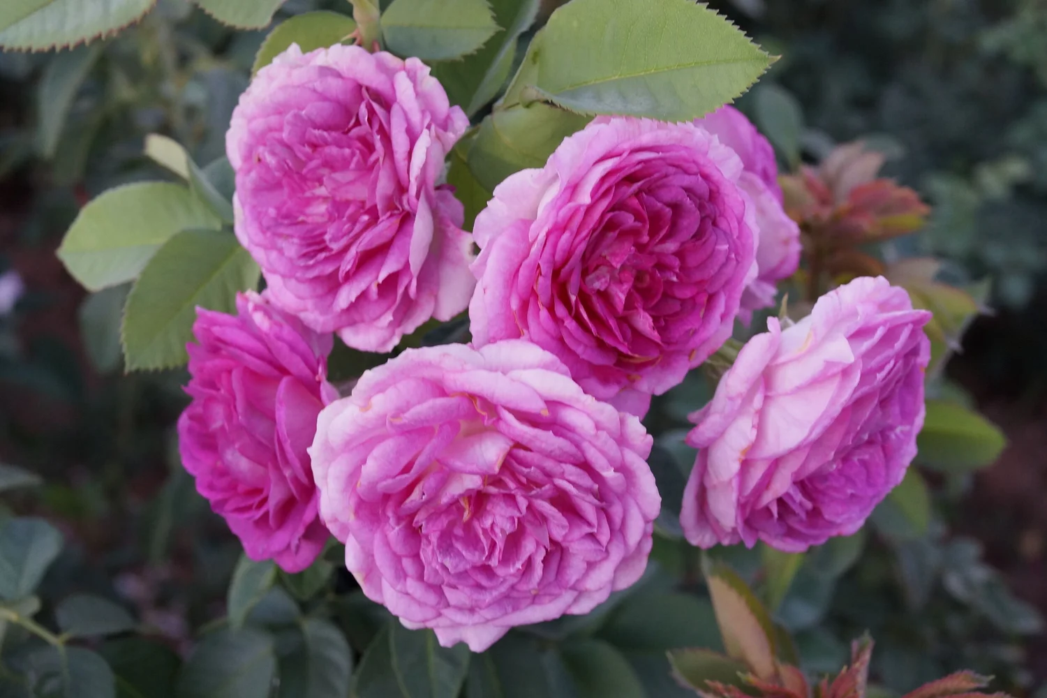 Queen of Sweden — Select Roses