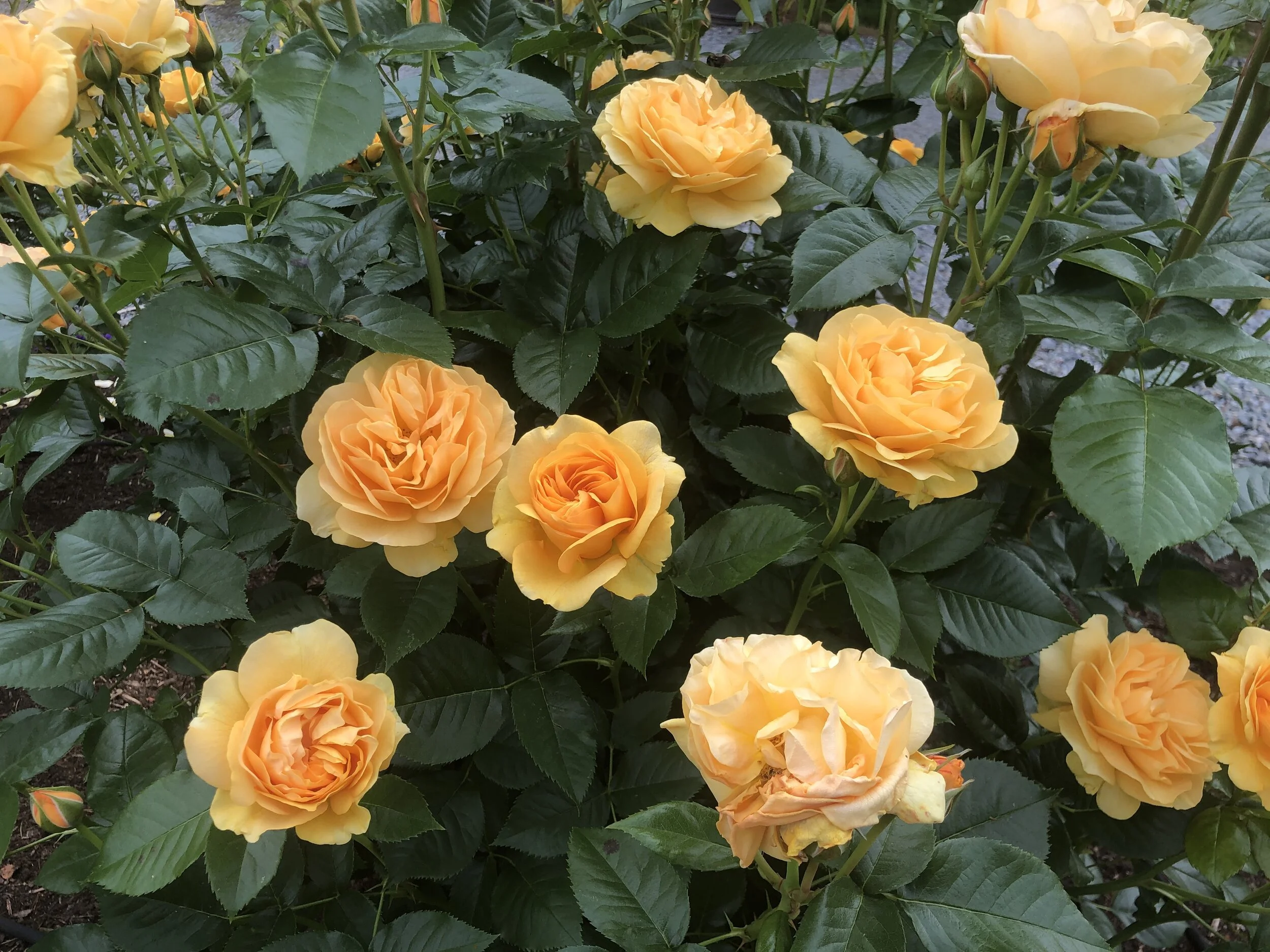 Julia Child Rose Bush