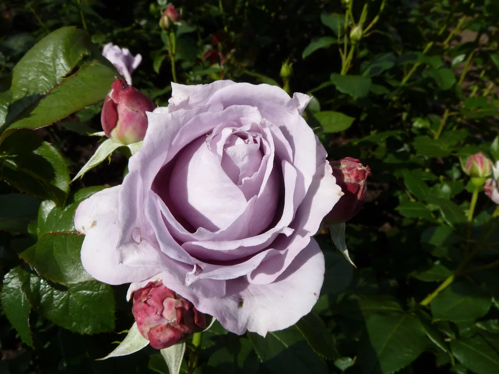 Cinderella Fairy Tale — Select Roses