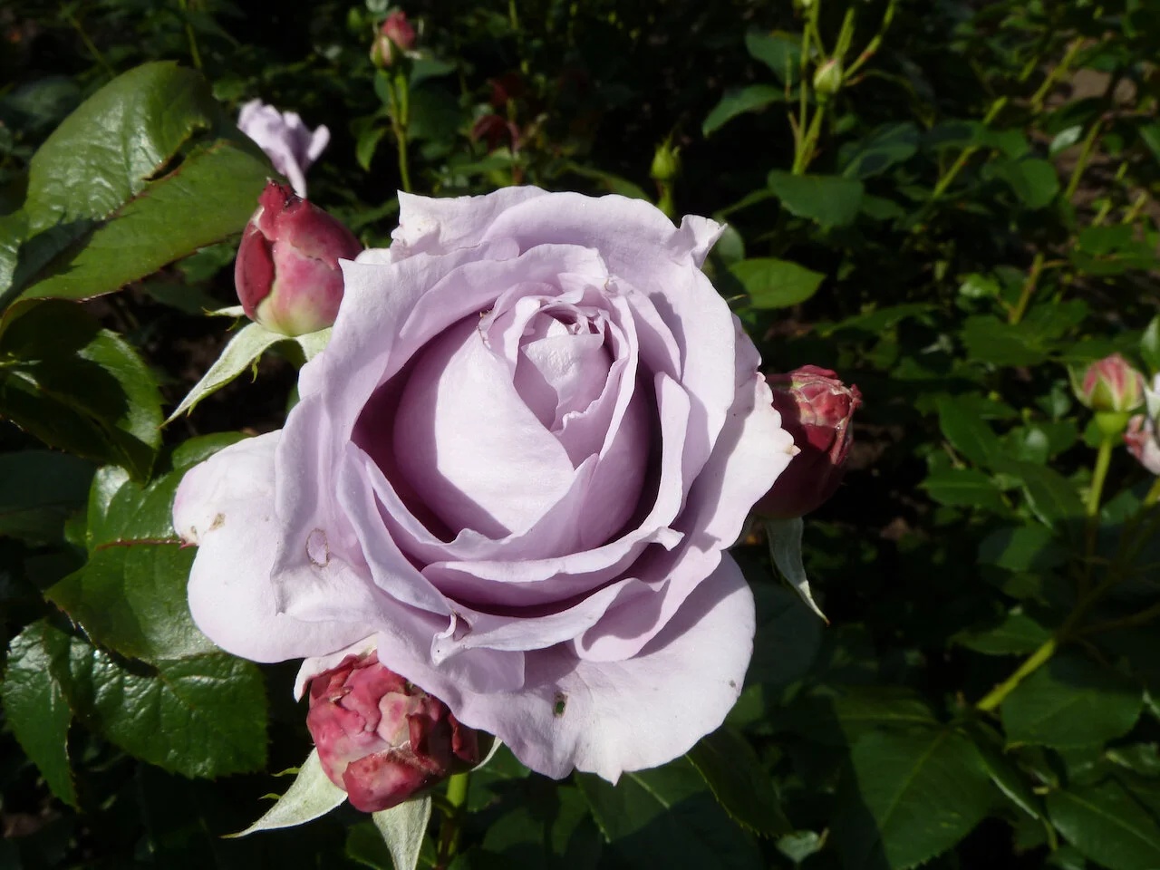 Coquitlam Rose — Select Roses