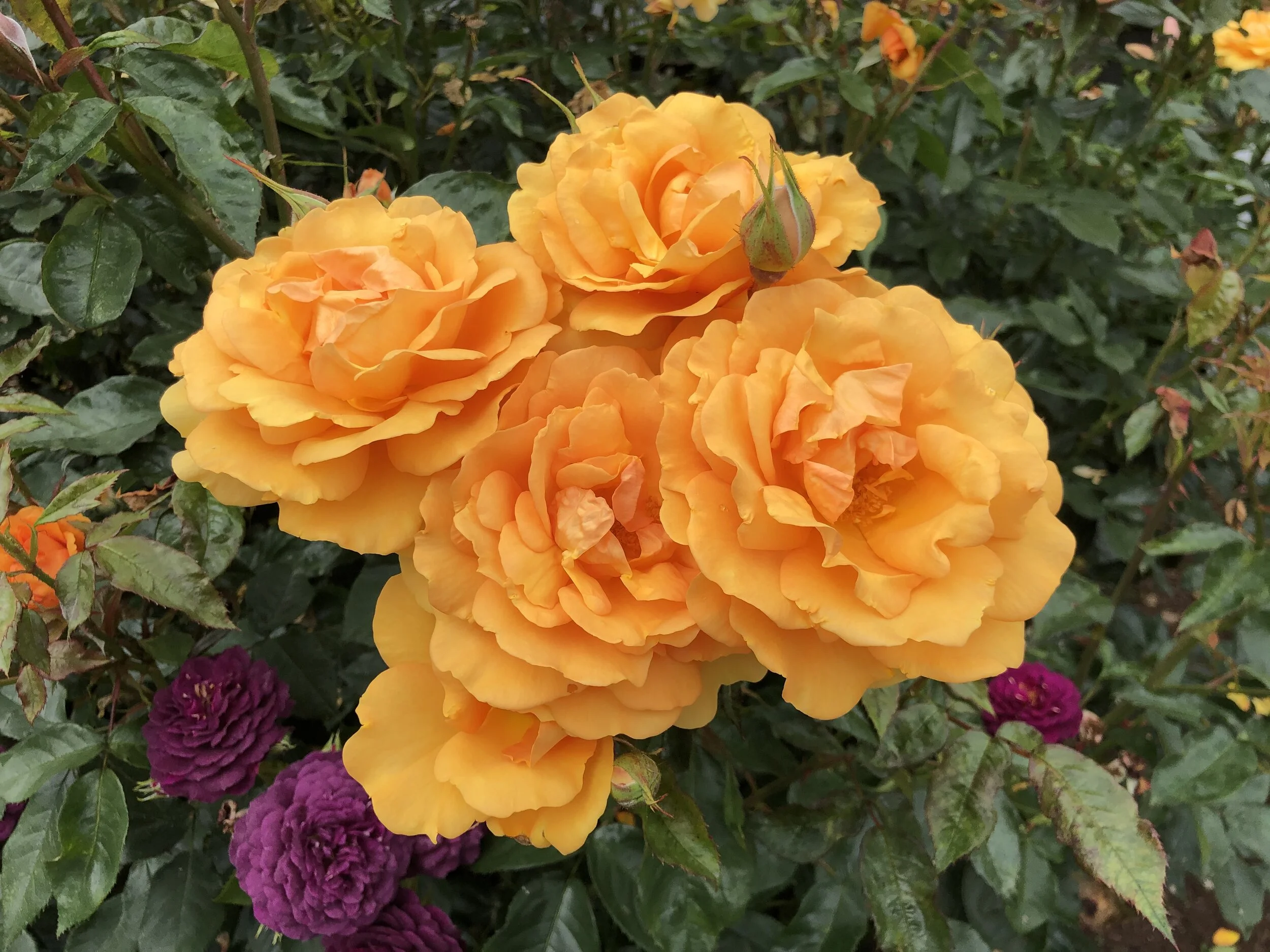 South Africa Select Roses South Africa Select Roses