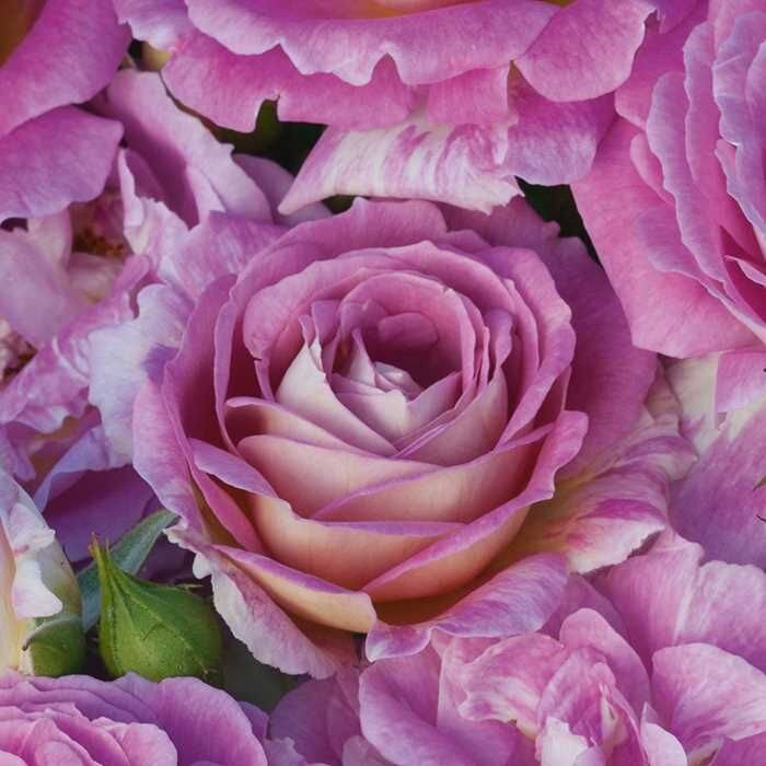 Radiant Perfume — Select Roses