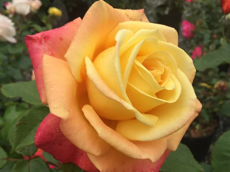 Double Ambre — Select Roses
