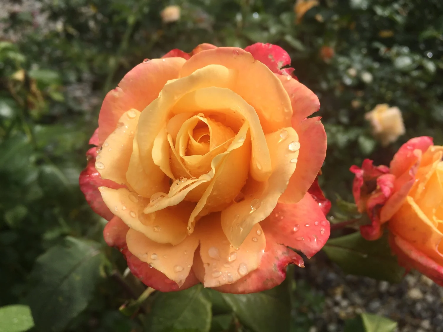 Double Ambre — Select Roses