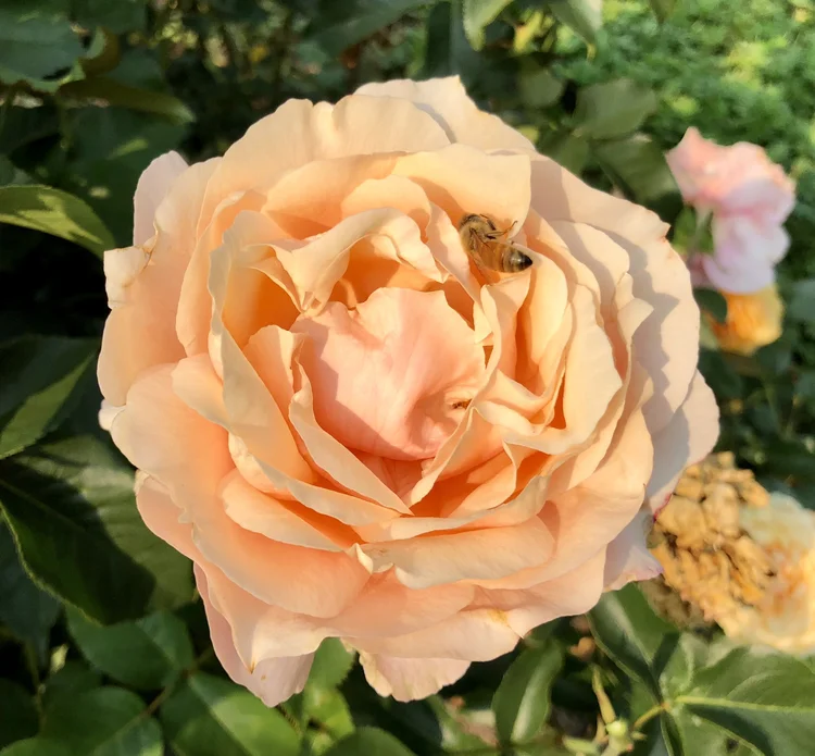 Dylan Rose — Select Roses