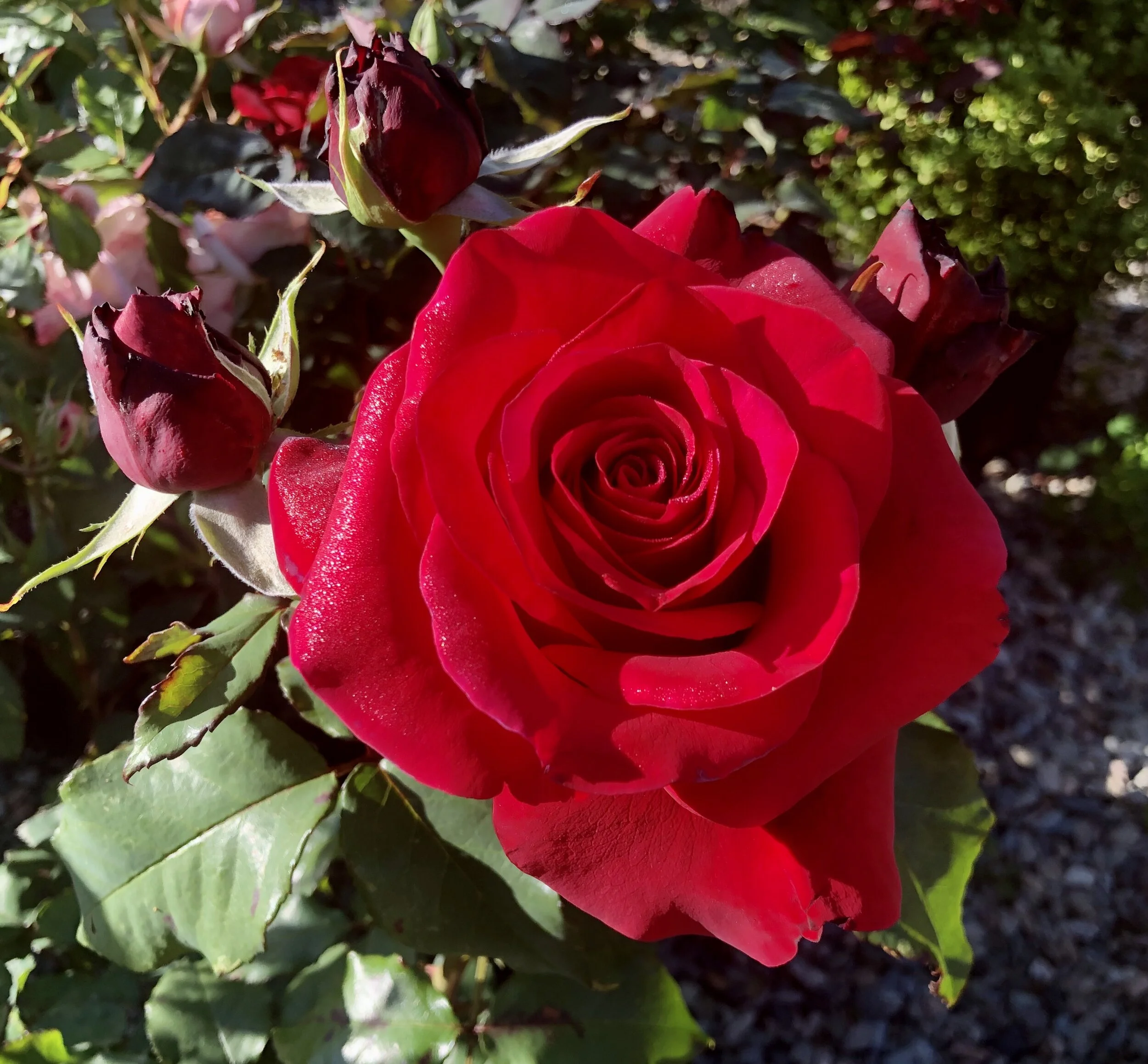 Dylan Rose — Select Roses