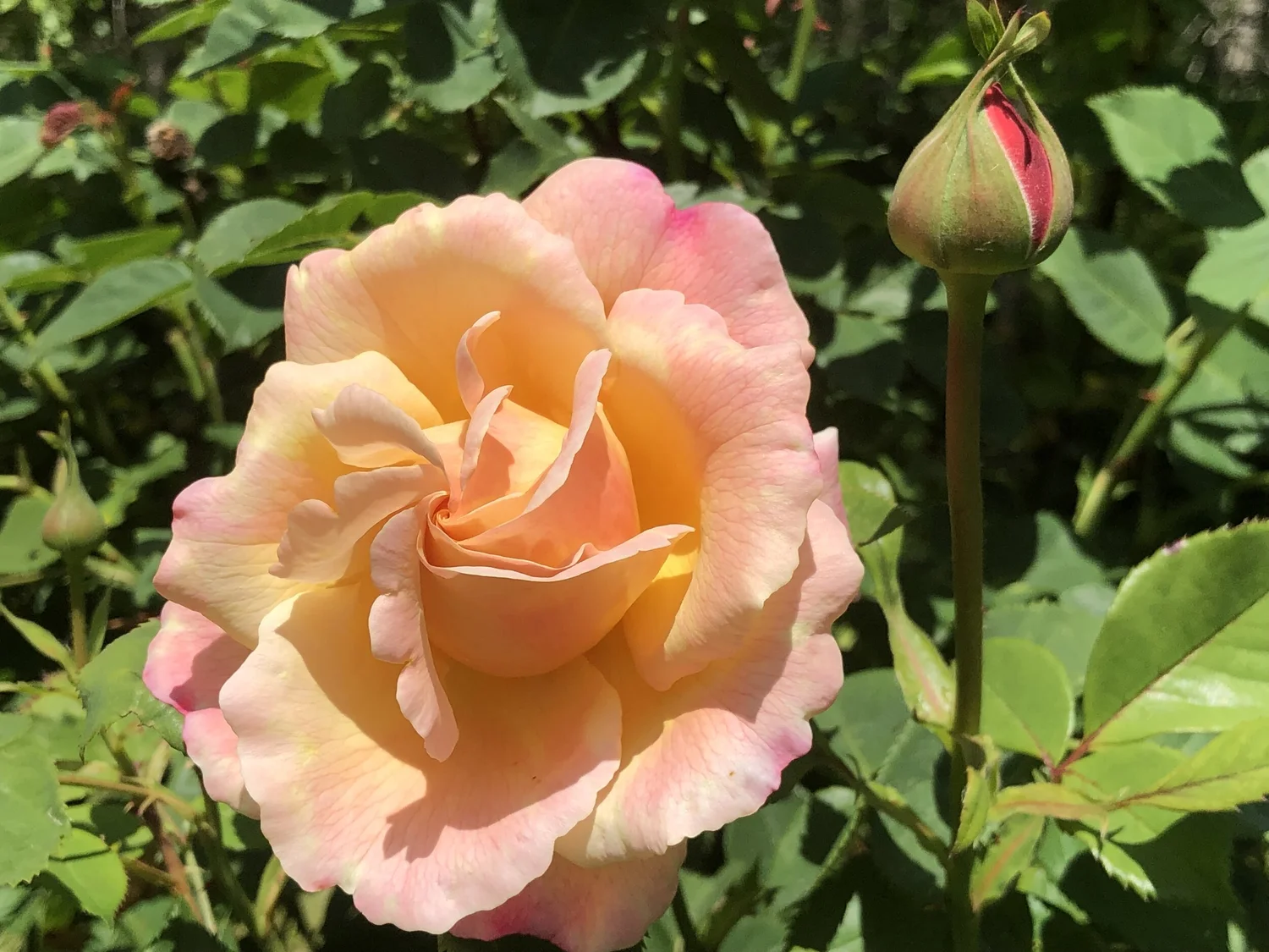 Dylan Rose — Select Roses