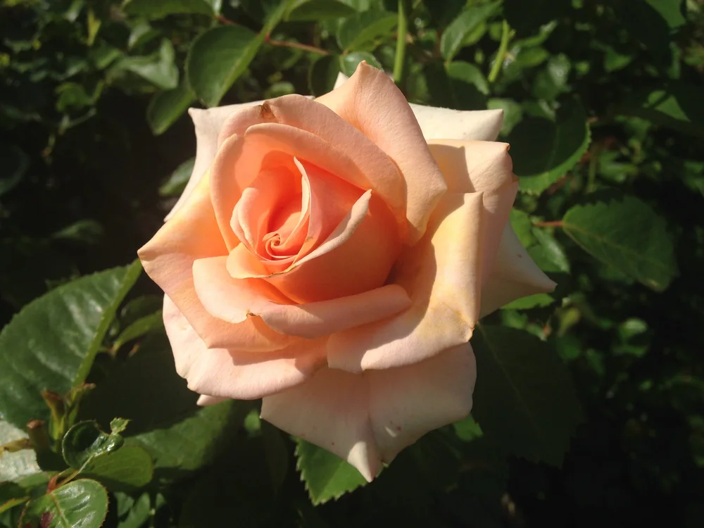 Dylan Rose — Select Roses