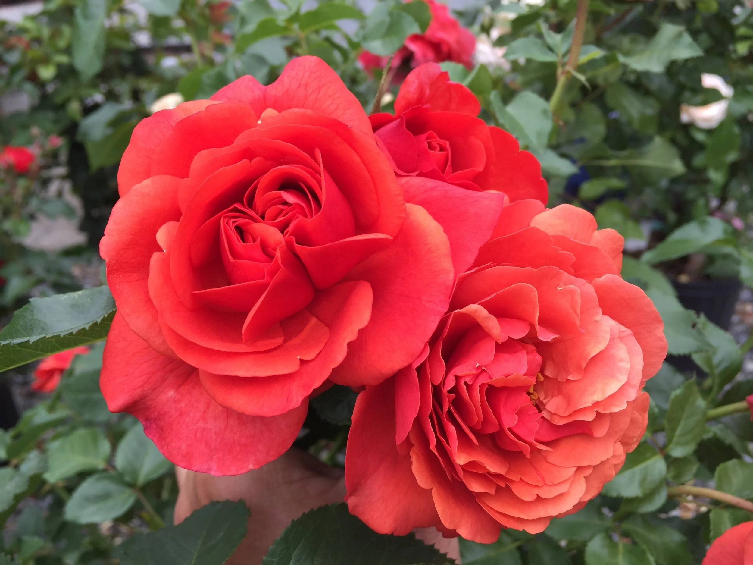 South Africa — Select Roses