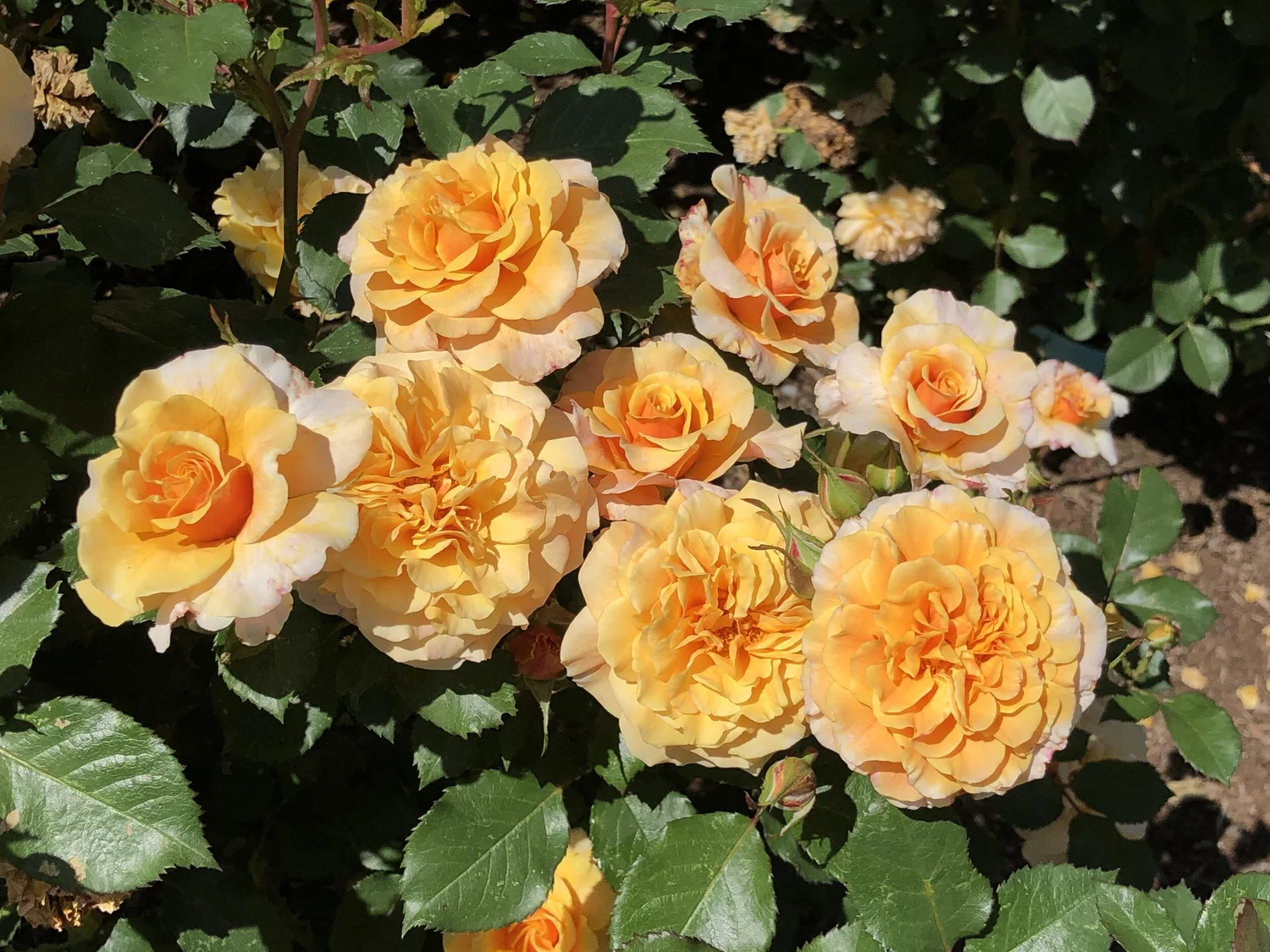 Dylan Rose — Select Roses