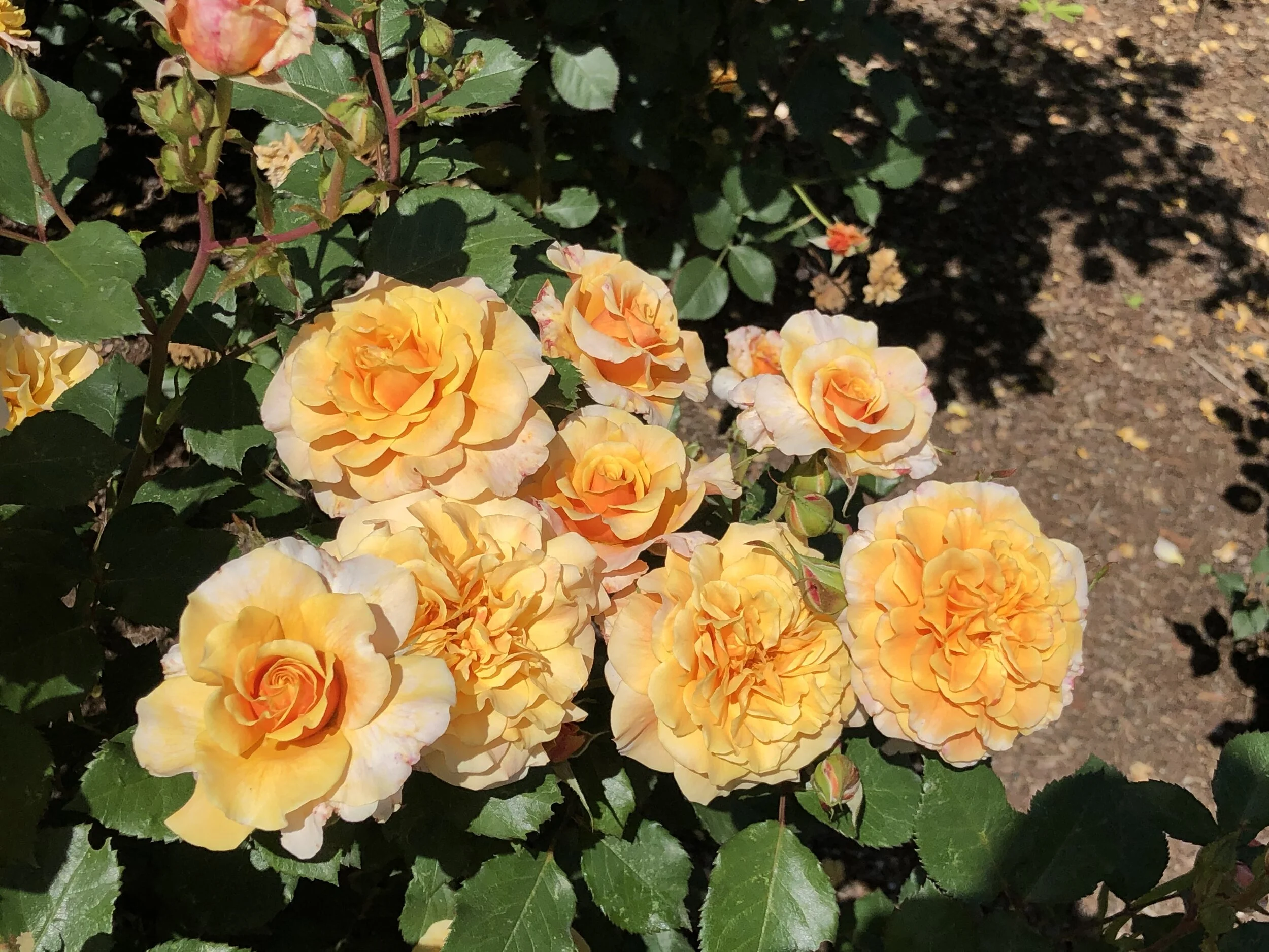 Dylan Rose — Select Roses