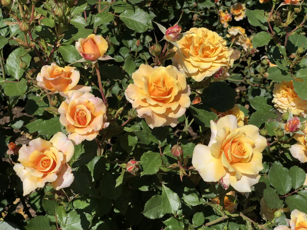 Dylan Rose — Select Roses