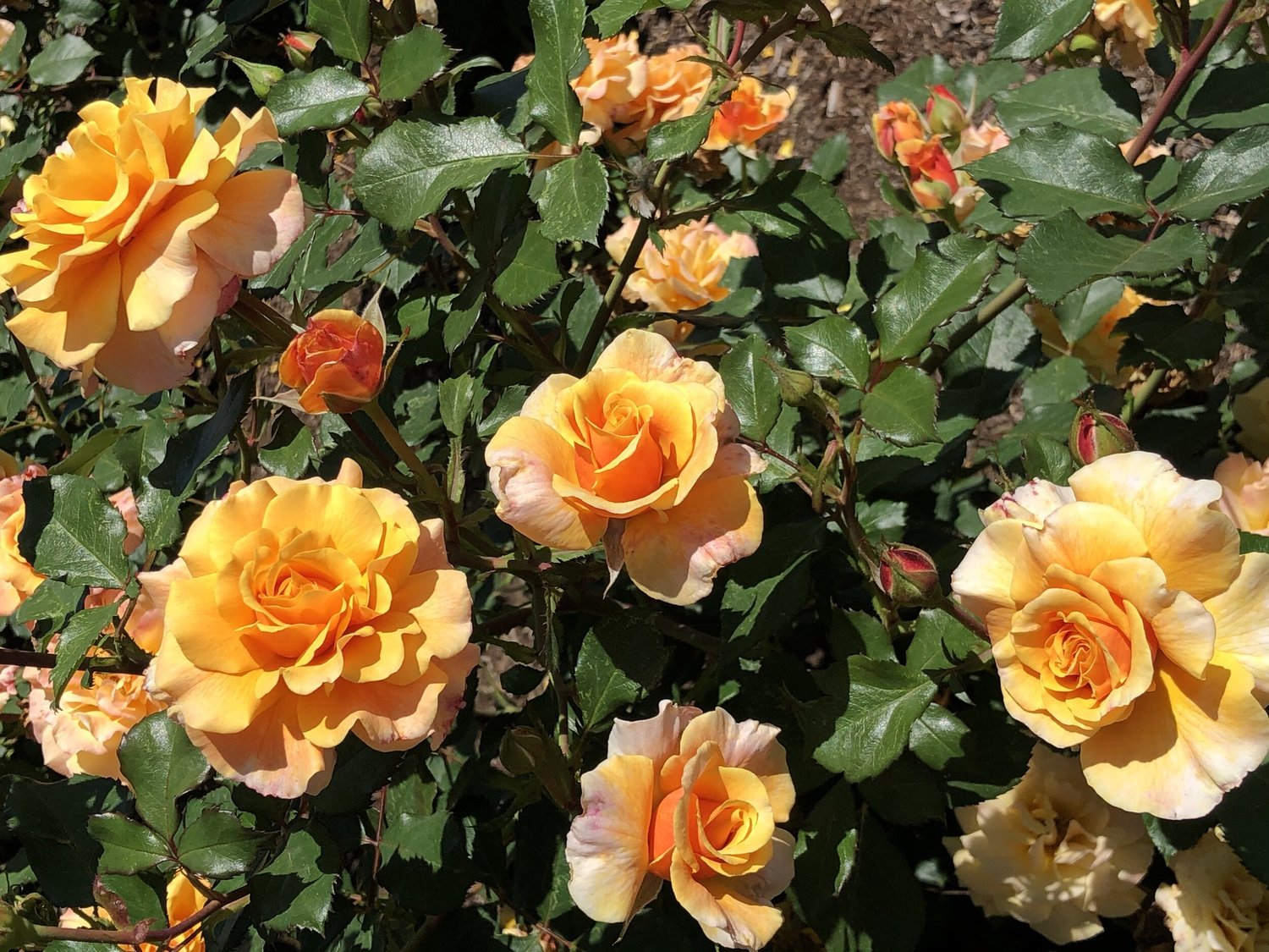 Dylan Rose — Select Roses