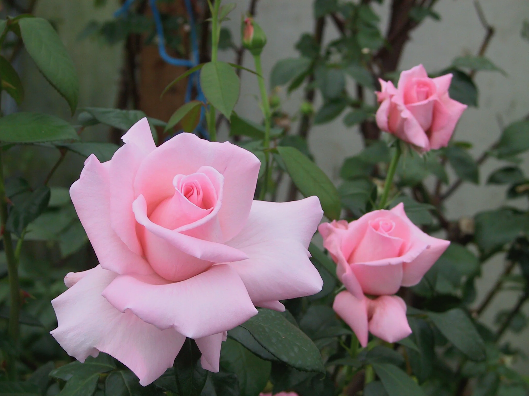Dylan Rose — Select Roses