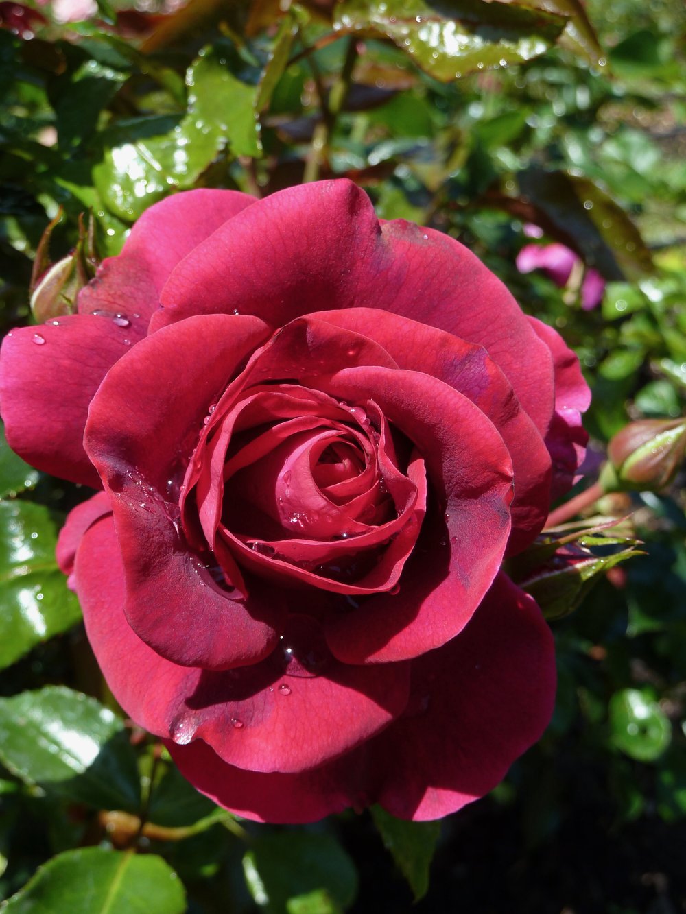 Dylan Rose — Select Roses