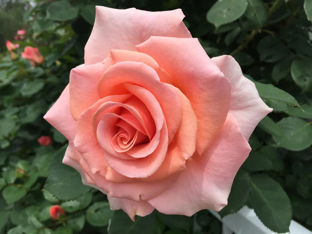 Double Ambre — Select Roses