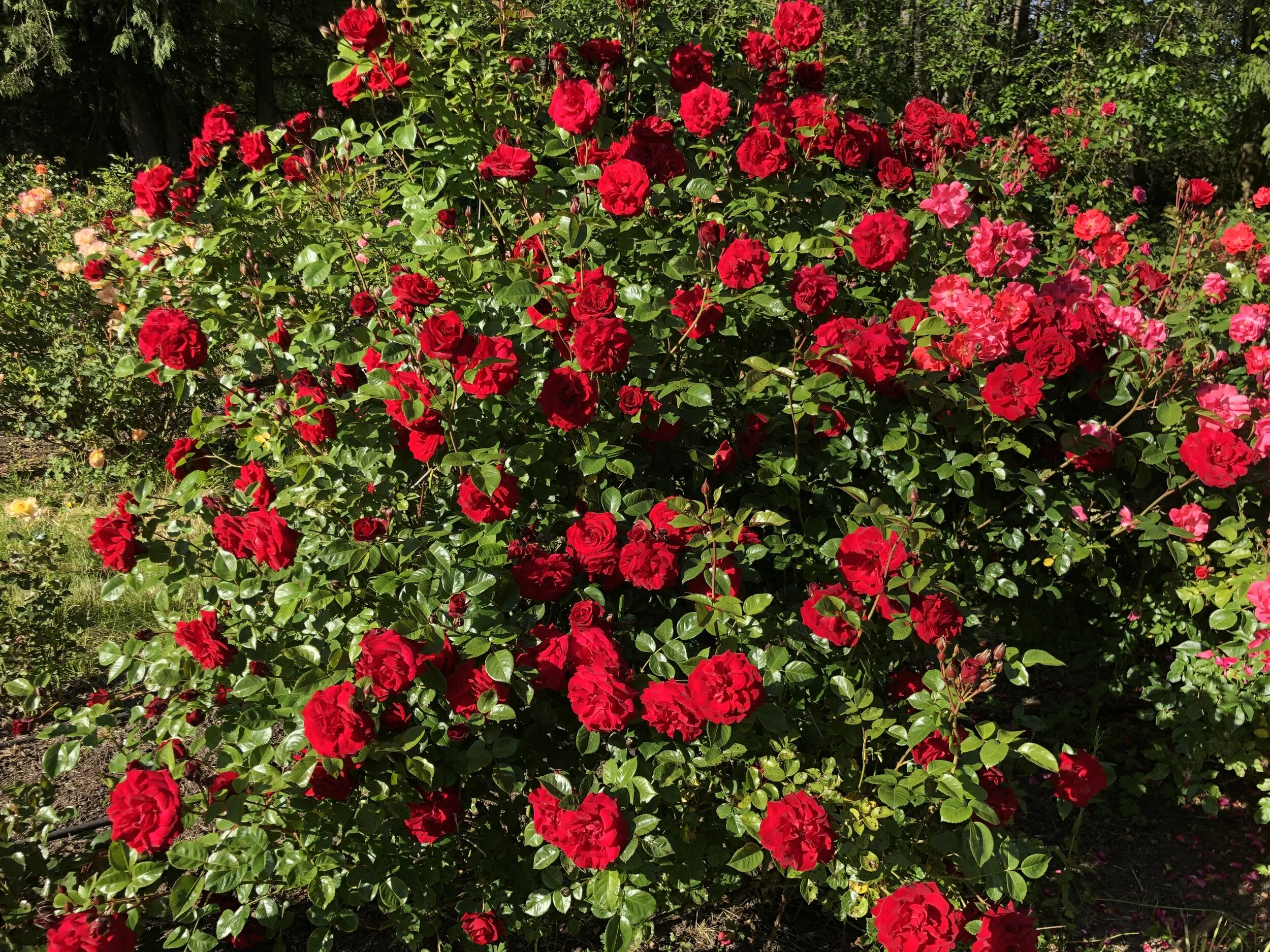 Dylan Rose — Select Roses