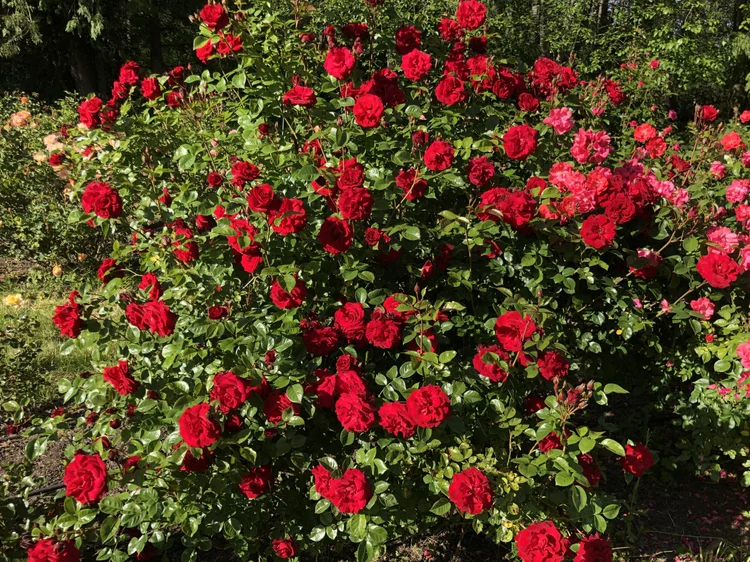 Catherine Hershey — Select Roses