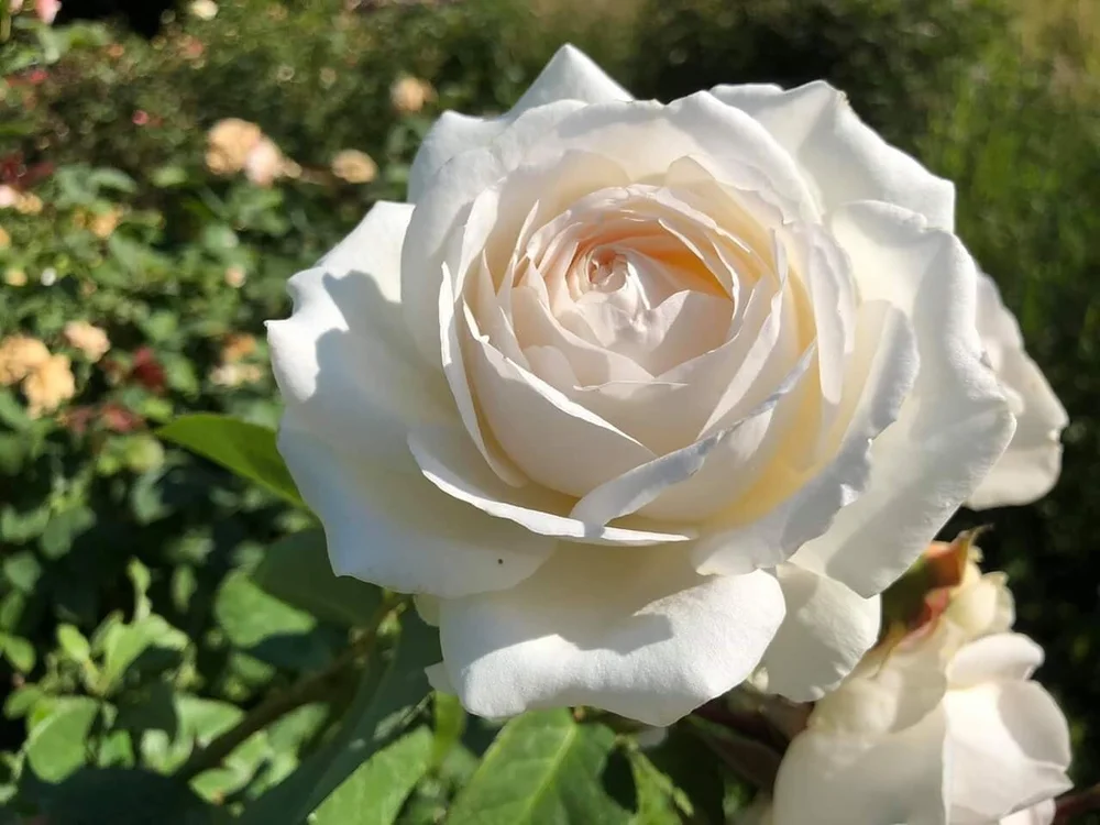 Dylan Rose — Select Roses