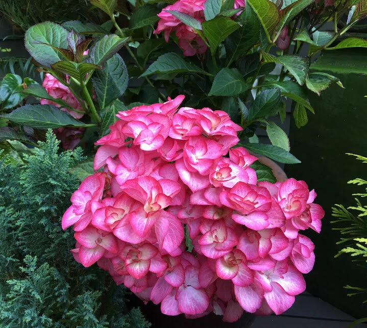 Summer Crush Hydrangea — Select Roses