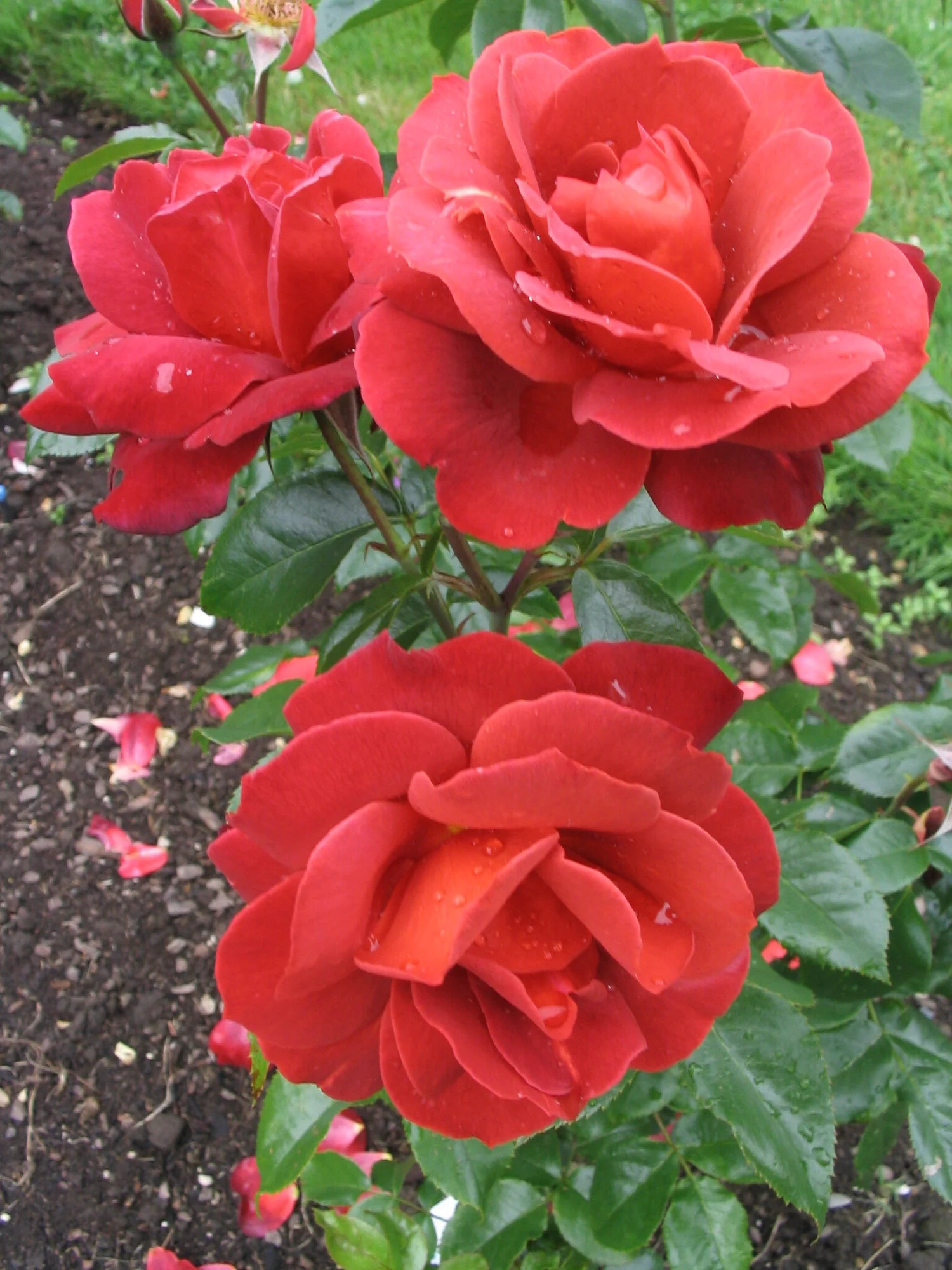 South Africa — Select Roses