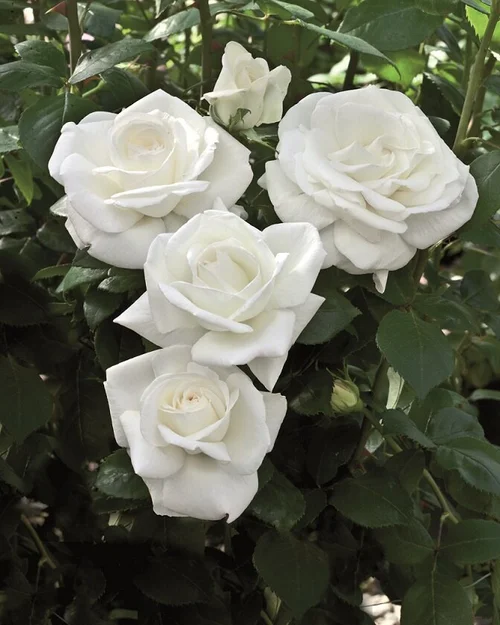 Boscobel - David Austin Rose — Select Roses