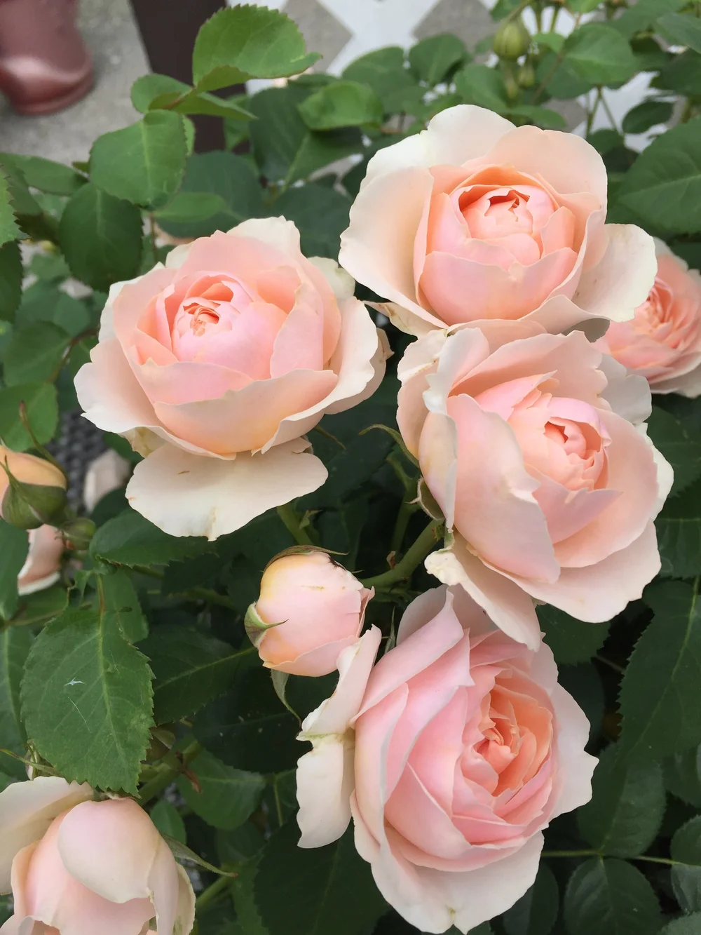 Desdemona — Select Roses