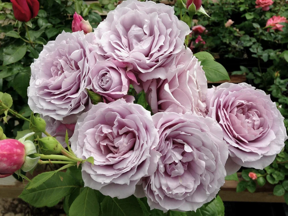 Cinderella Fairy Tale — Select Roses