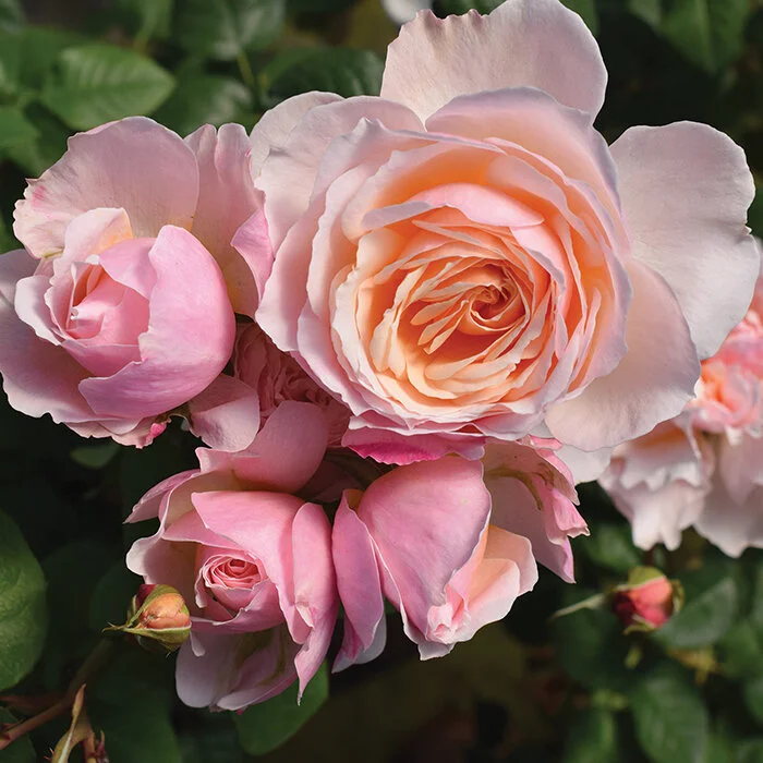 Queen of Sweden — Select Roses