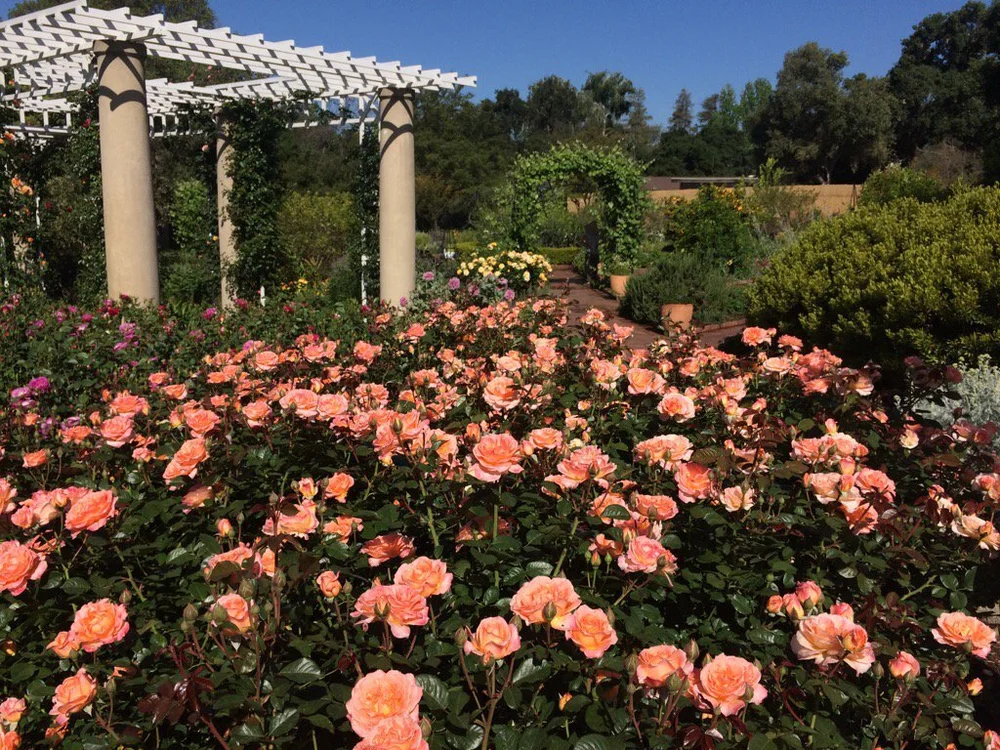 Bliss Parfuma — Select Roses