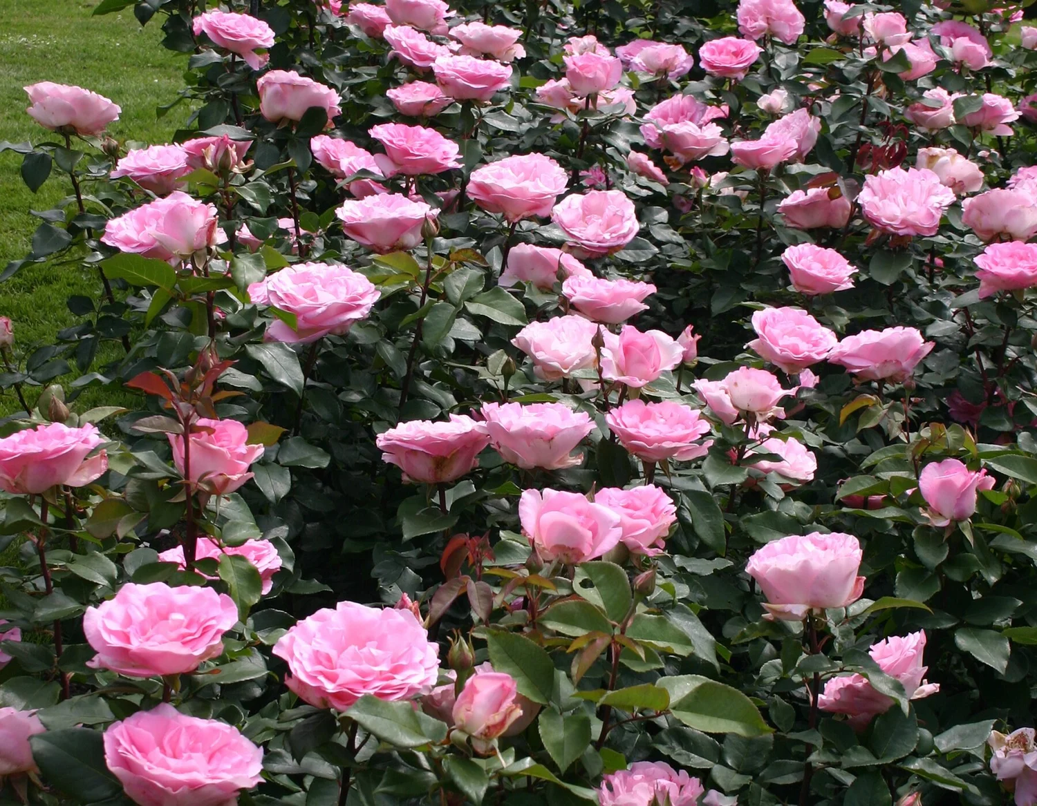 Boscobel - David Austin Rose — Select Roses