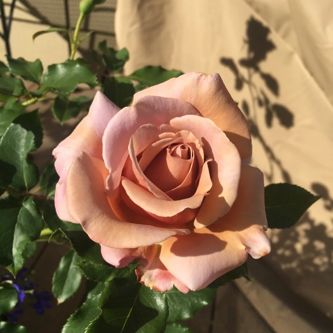 Cinderella Fairy Tale — Select Roses