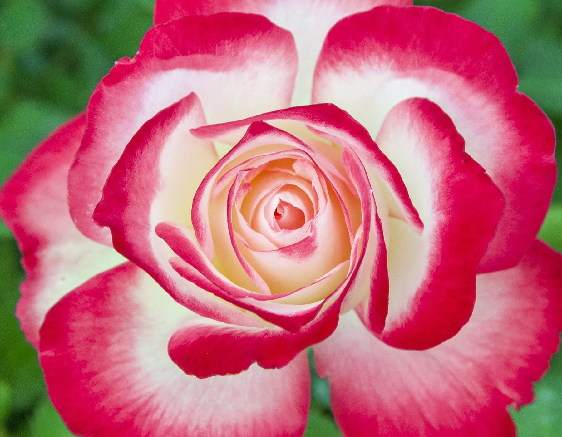 South Africa — Select Roses