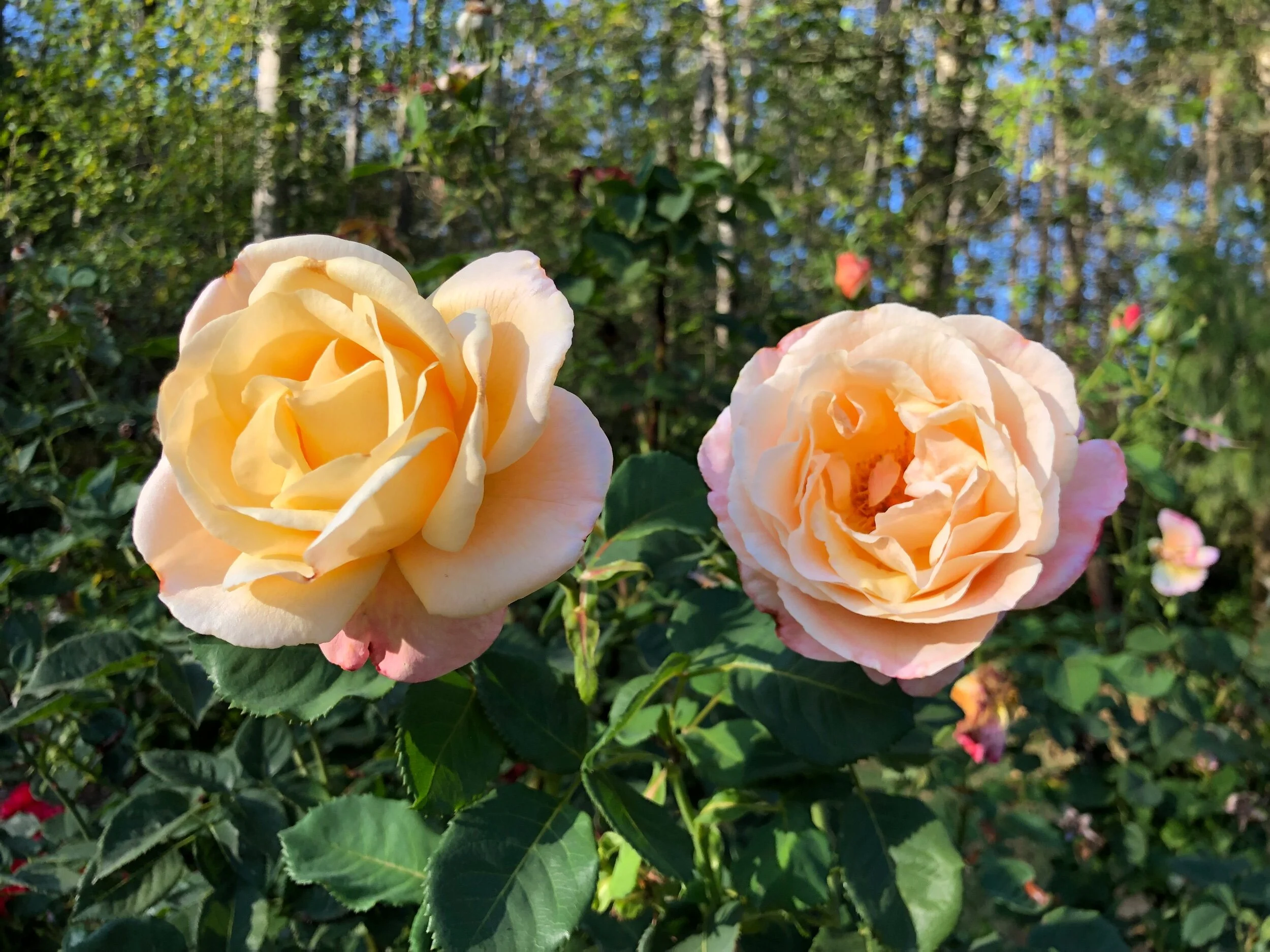 Dylan Rose — Select Roses