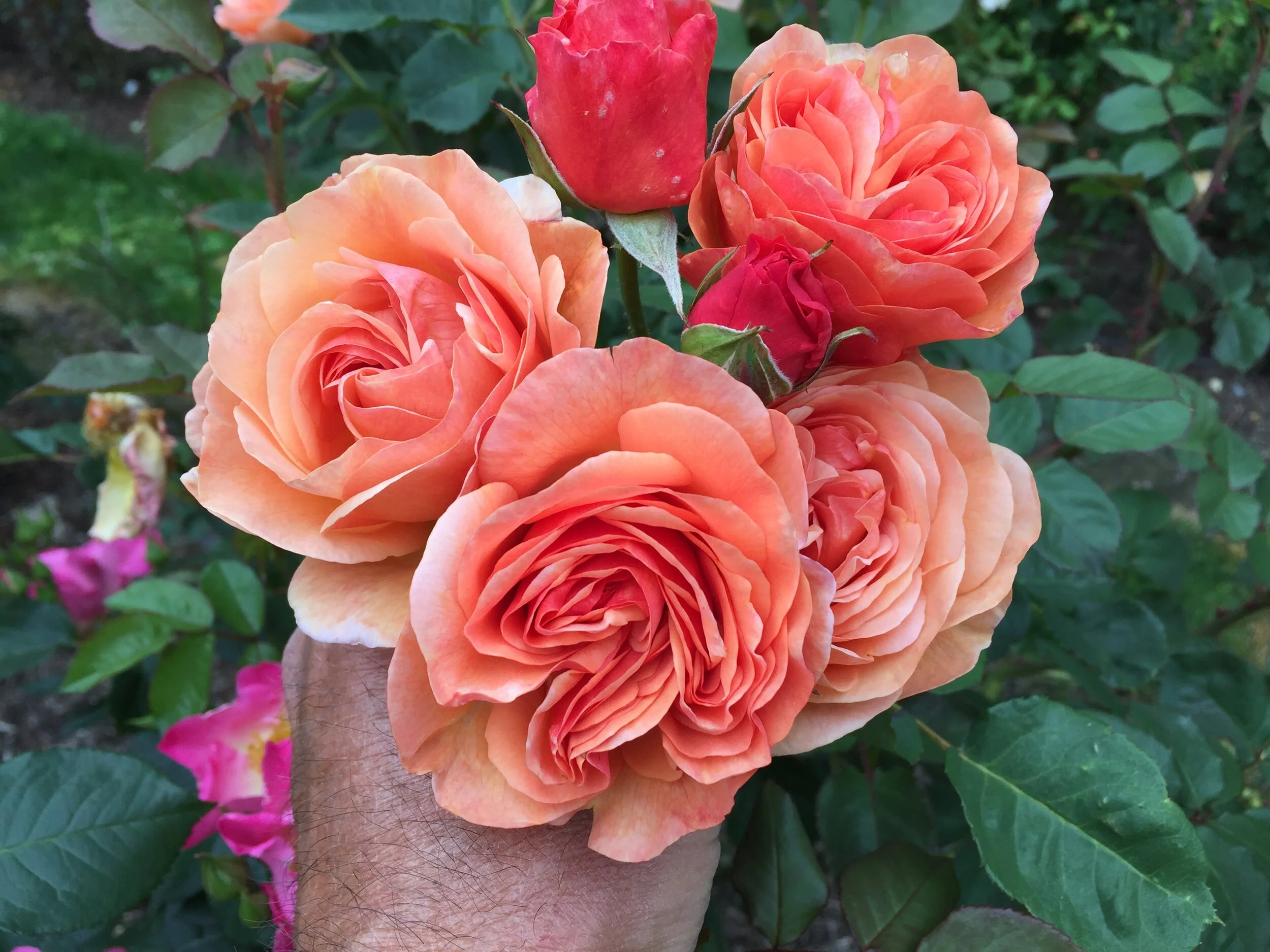Dylan Rose — Select Roses