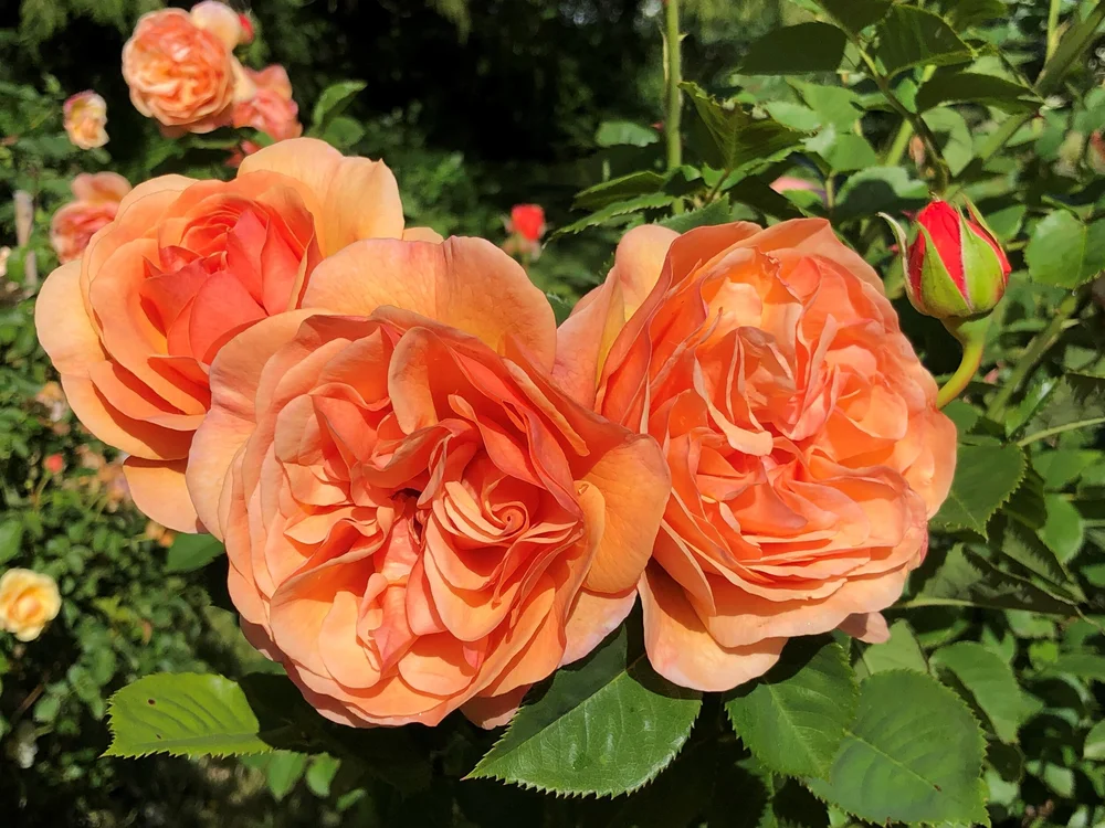 South Africa — Select Roses