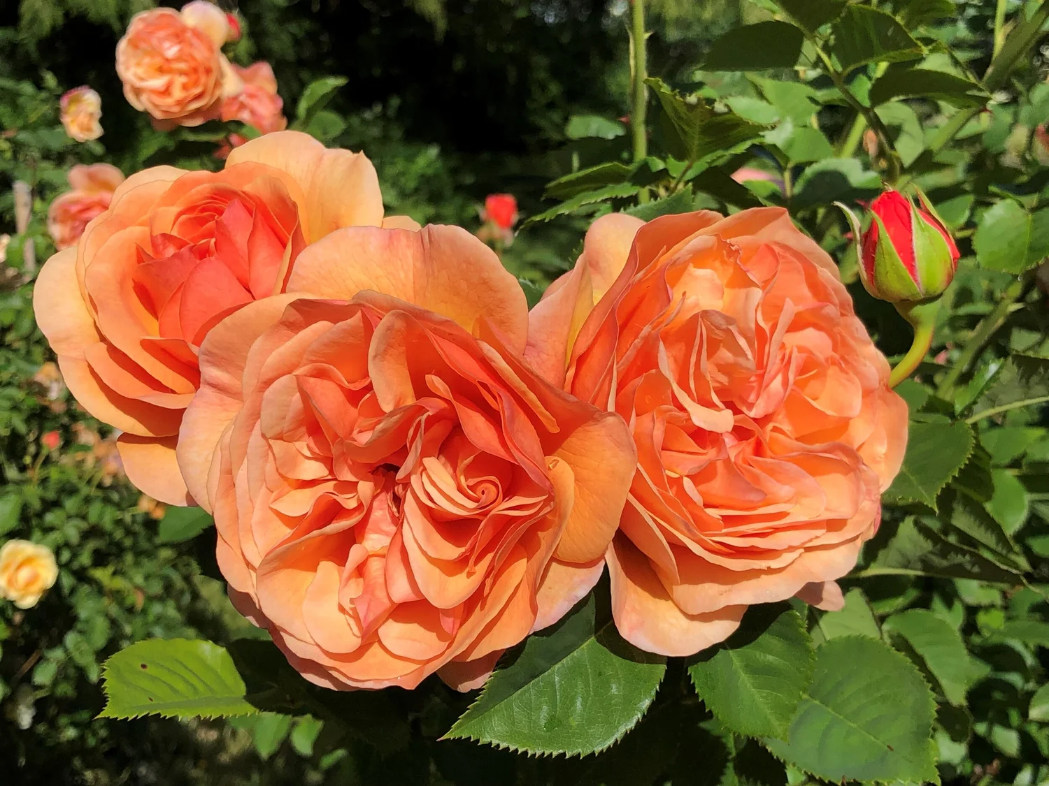 South Africa — Select Roses