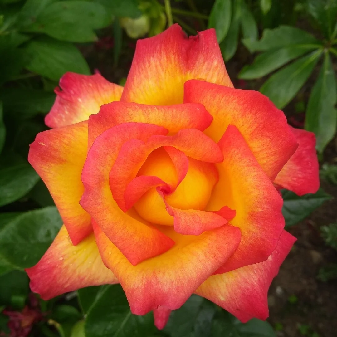 Cinderella Fairy Tale — Select Roses