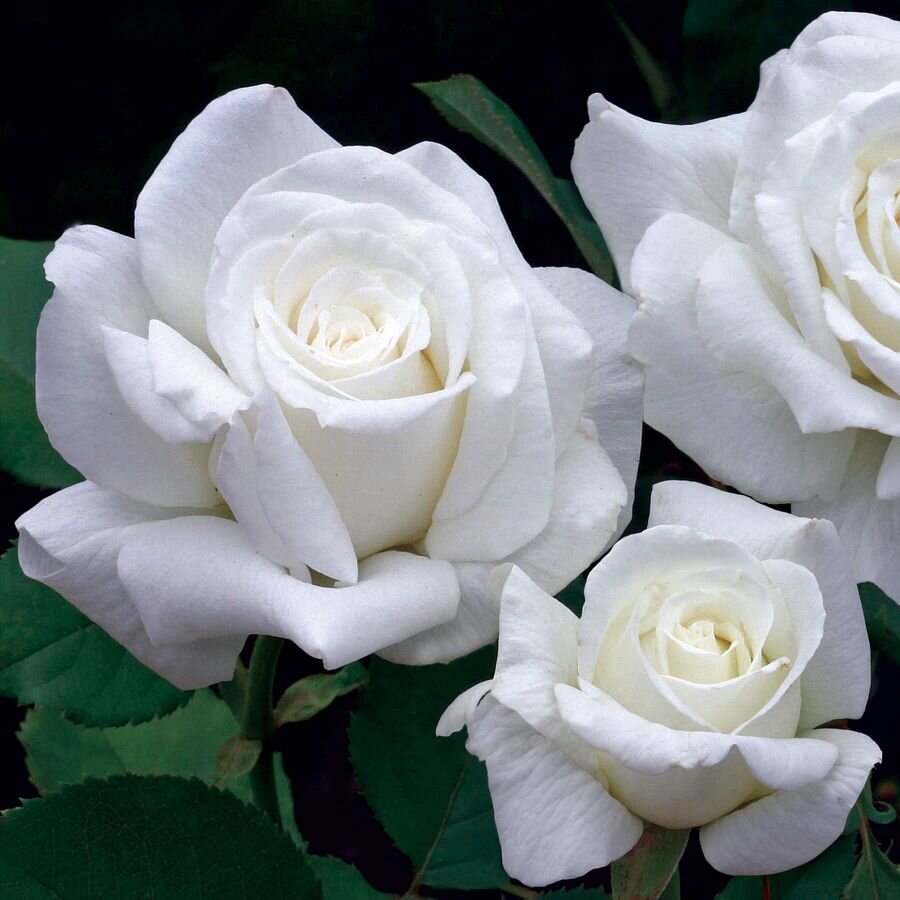 Cinderella Fairy Tale — Select Roses